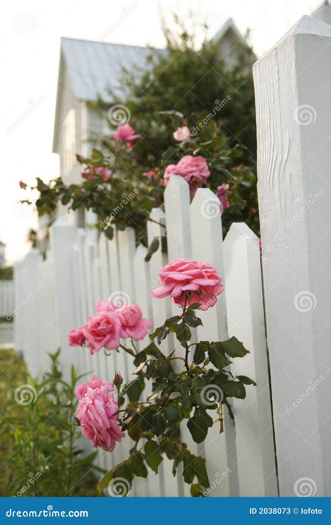 Pink Roses and White Picket Fence. Stock Image - Image of fence, garden ...