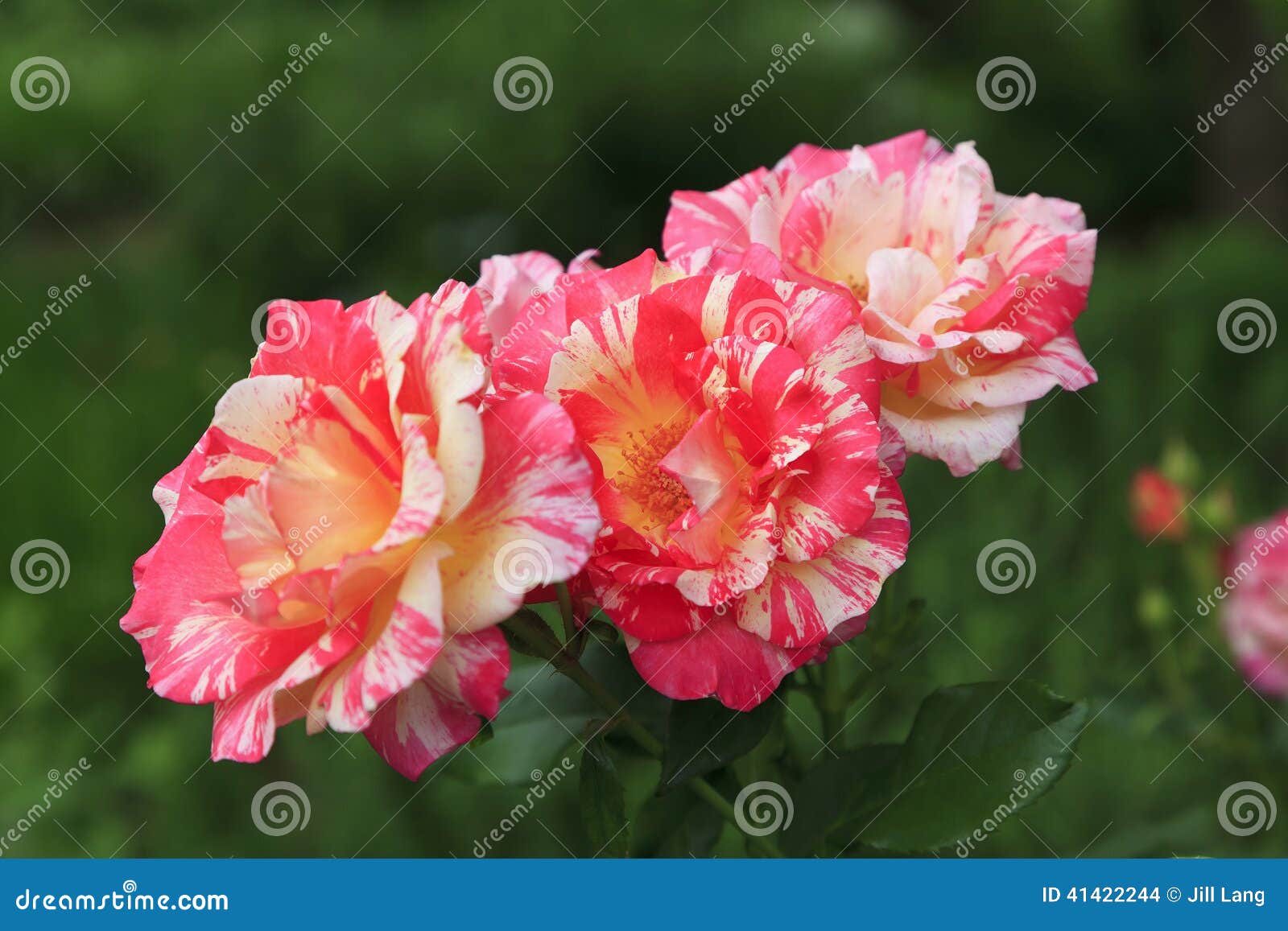 Pink Roses stock photo. Image of floral, romance, bush - 41422244