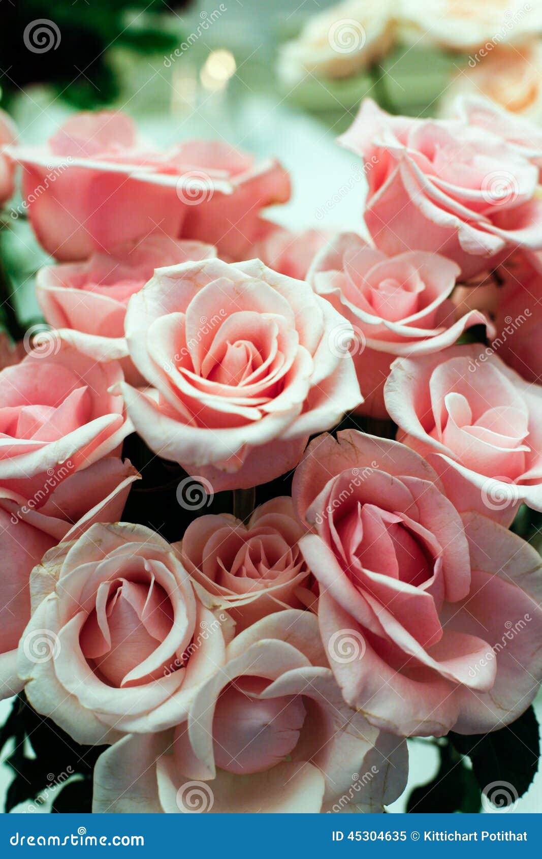Pink roses stock image. Image of pink, pinky, roses, love - 45304635