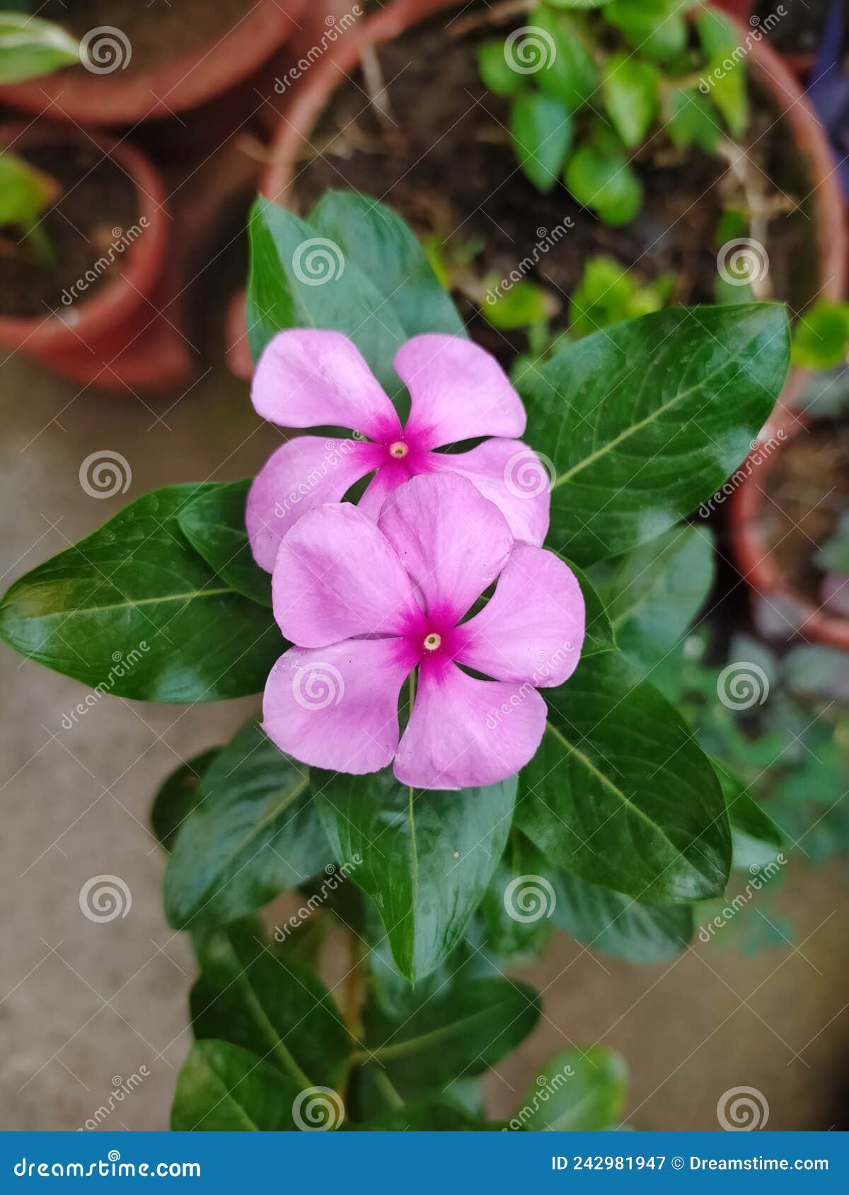 Pink Rosy Periwinkle Flowers Stock Image - Image of produce, shrub ...