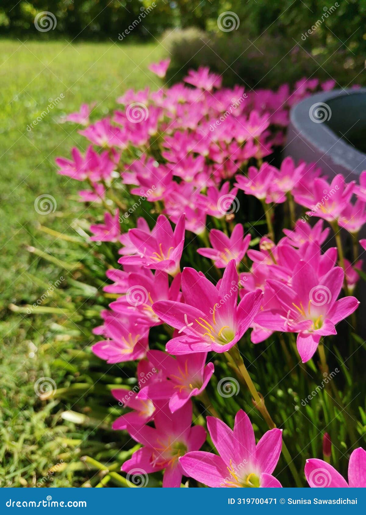 Pink rosy rain lilies stock image. Image of rainy, bright - 319700471