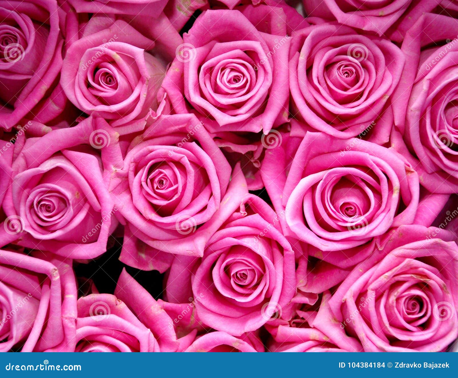 Pink rouses background stock photo. Image of rouses - 104384184