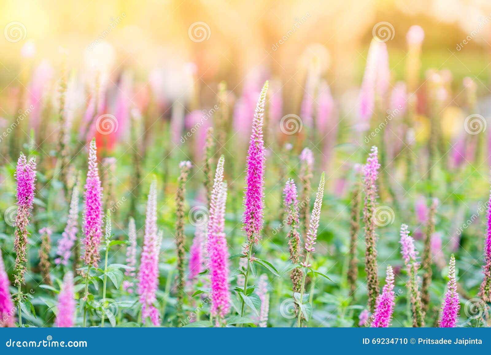 Pink Royal Candles Veronica Flower. Stock Photo - Image of natural ...