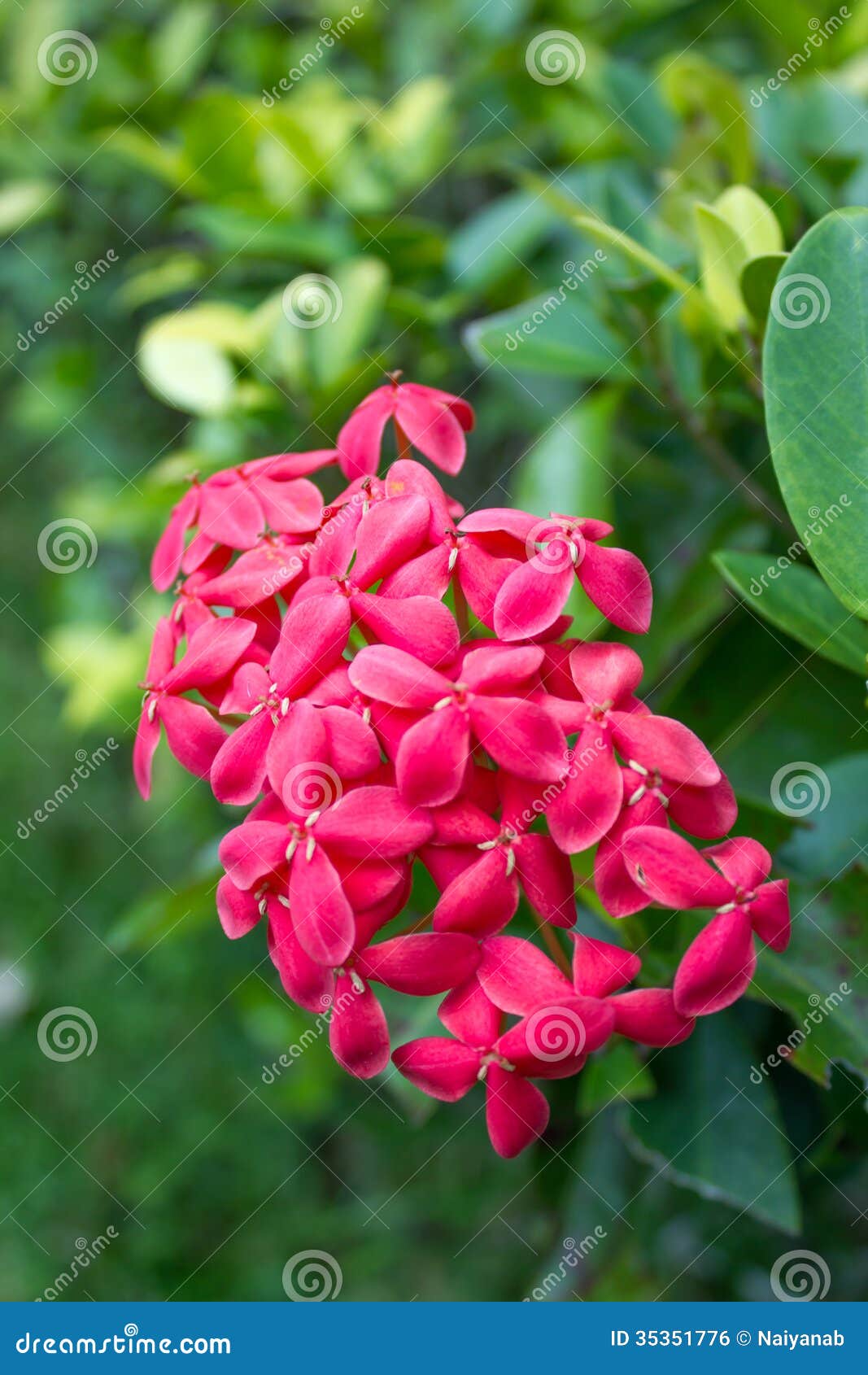 Pink Rubiaceae in the Garden Stock Photo - Image of nature, green: 35351776