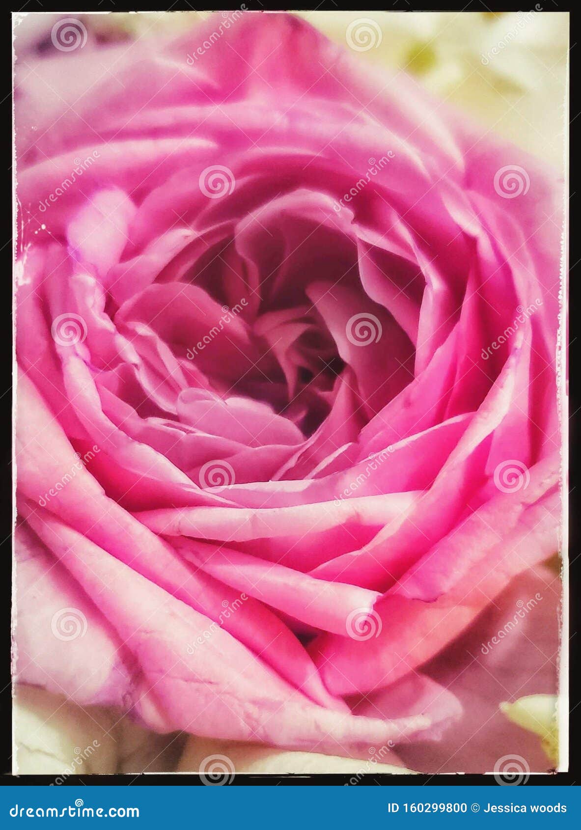 Pink ruffled layers stock photo. Image of petals, ruffled - 160299800