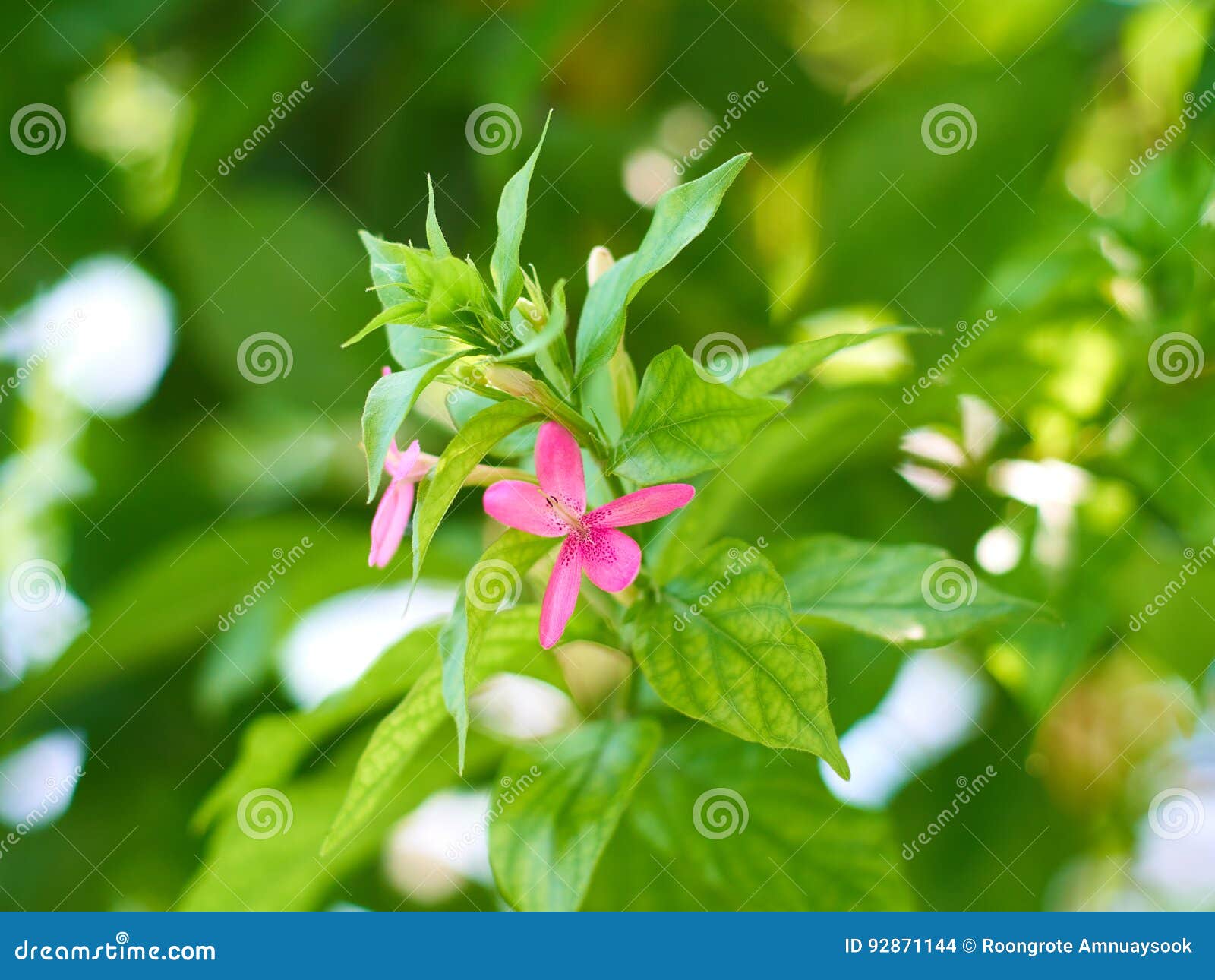 Pink Ruspolia stock photo. Image of floral, plant, beauty - 92871144