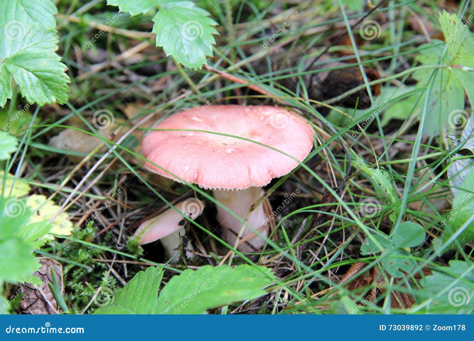Pink Russula Growing in the Forest Stock Photo - Image of fungus, green ...