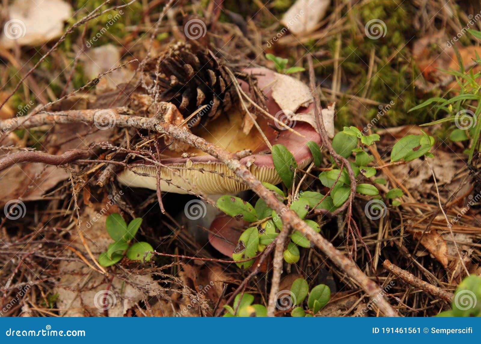 Pink Russula Mushrooms on the Brown Green Background Stock Image ...