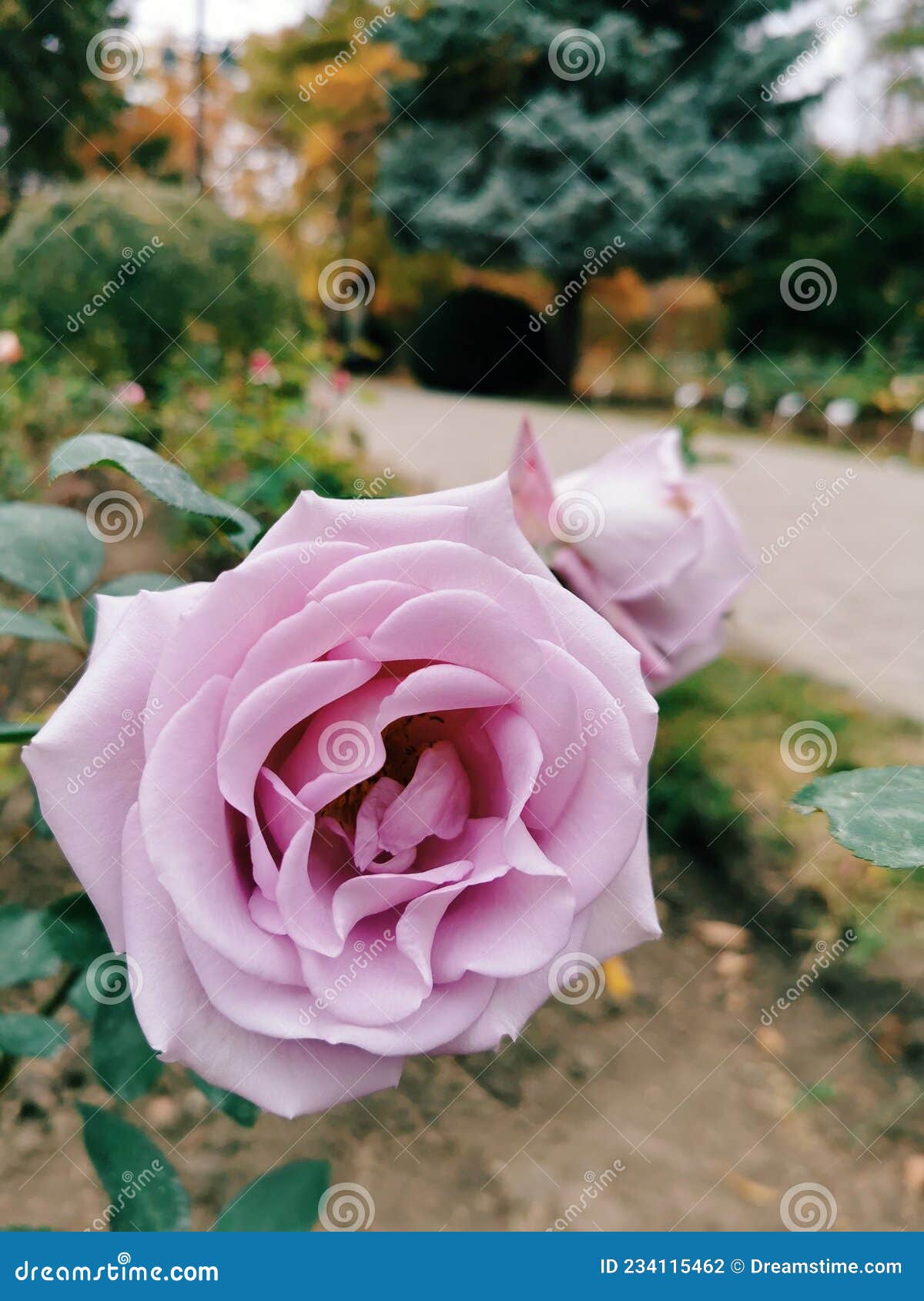 Pink sad rose stock photo. Image of rose, pink, flower - 234115462