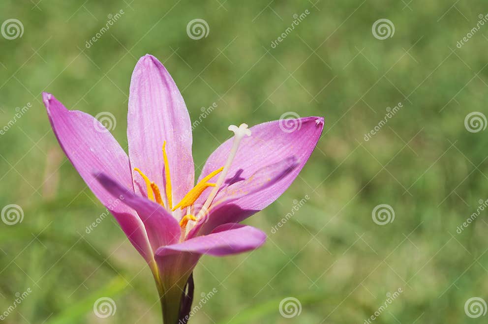 Pink Saffron Flower on Green Background Stock Image - Image of flavour ...