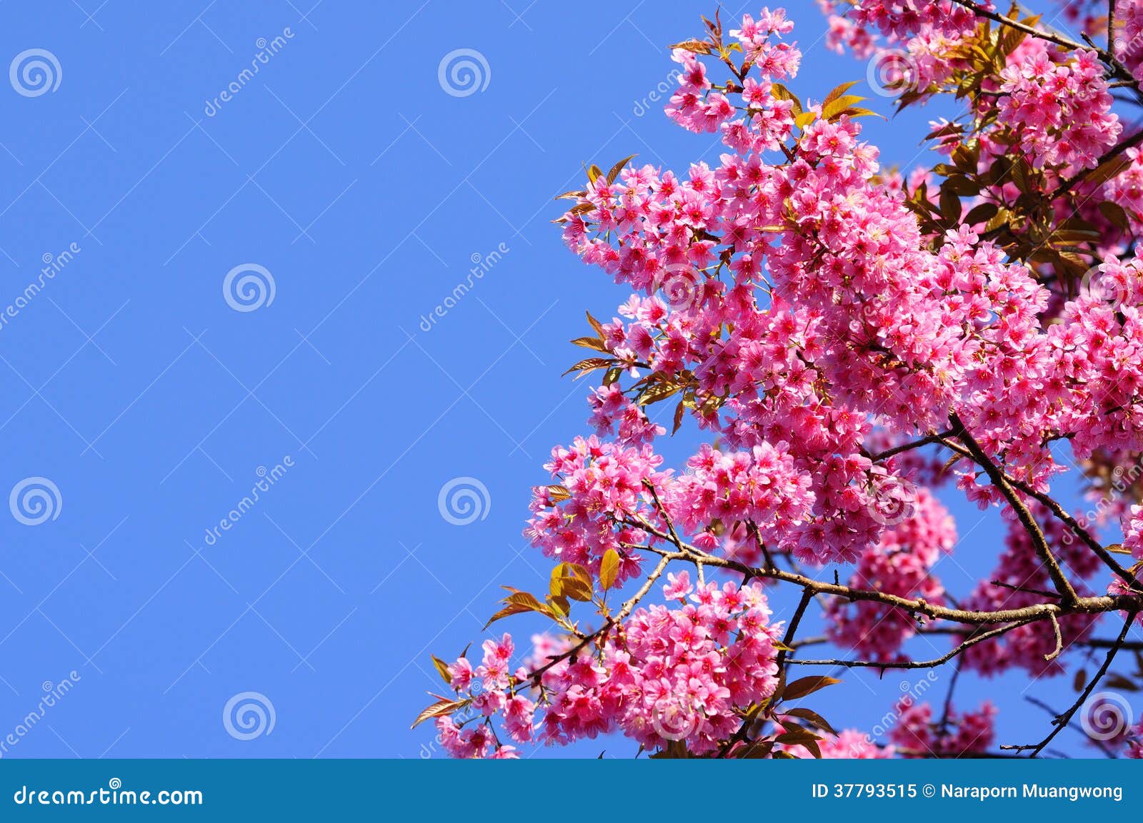 Pink Sakura stock image. Image of sakura, horizontal - 37793515