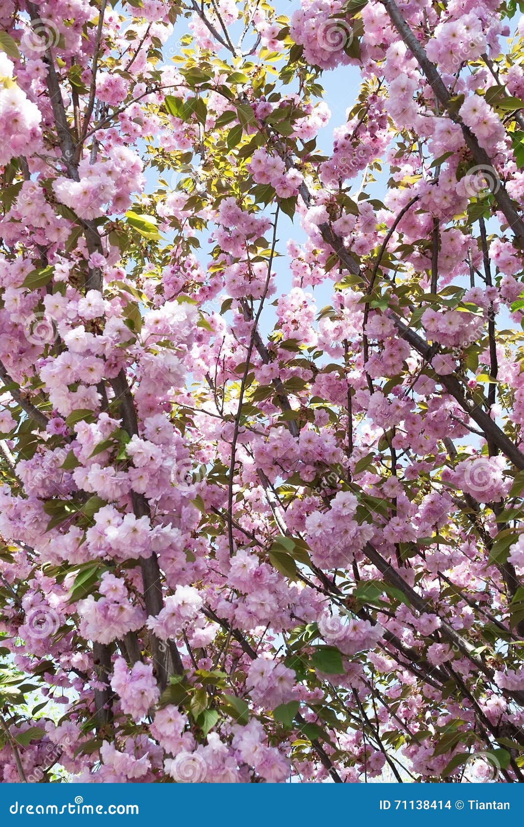 Pink sakura background stock photo. Image of petal, color - 71138414