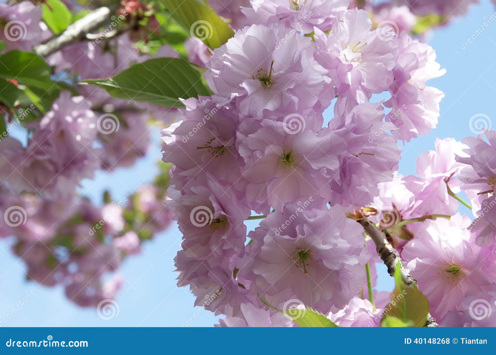 Pink sakura stock photo. Image of garden, natural, beautiful - 40148268