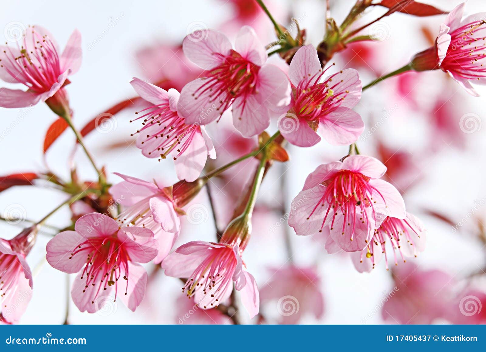 Pink Sakura Blossom stock image. Image of beauty, colorful - 17405437