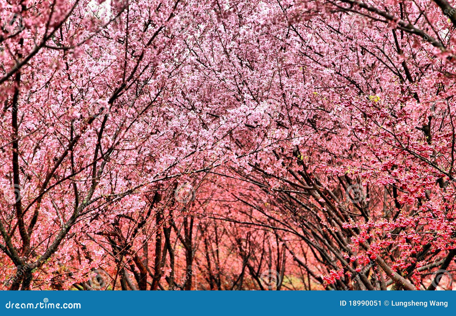 Pink sakura blossom stock image. Image of flora, freshness - 18990051