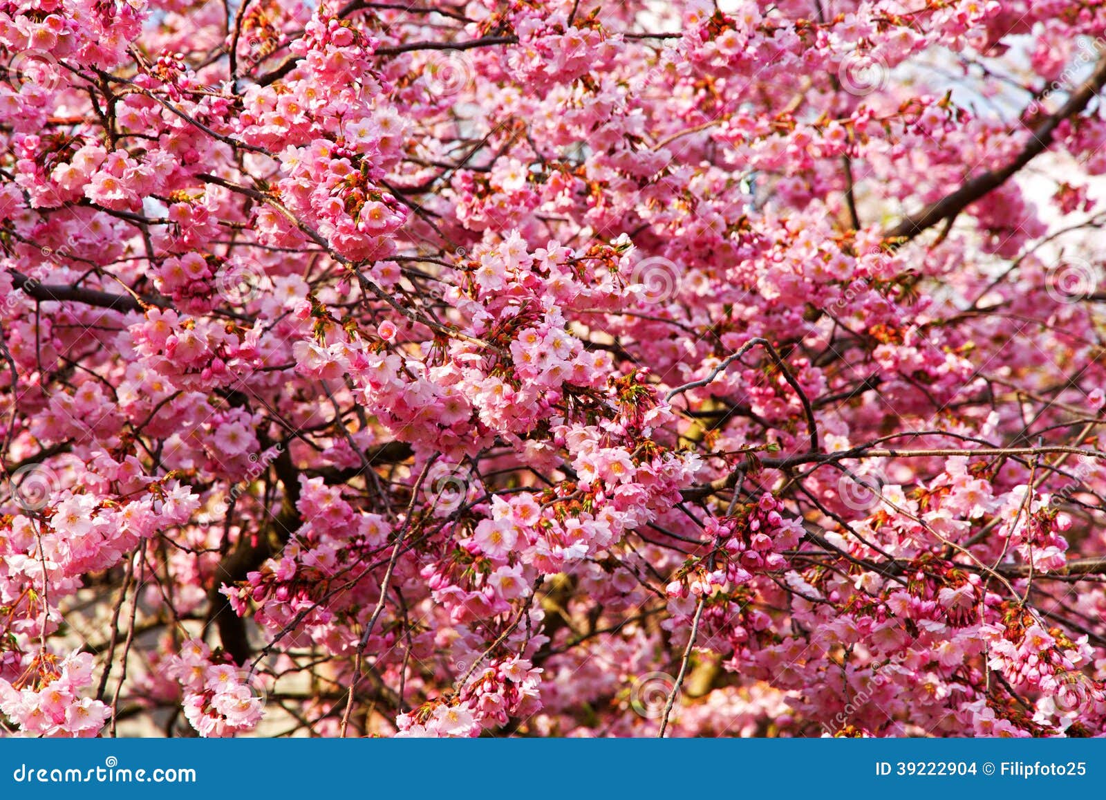 Pink Sakura Blossom Flowers Stock Photo - Image of sakura, garden: 39222904