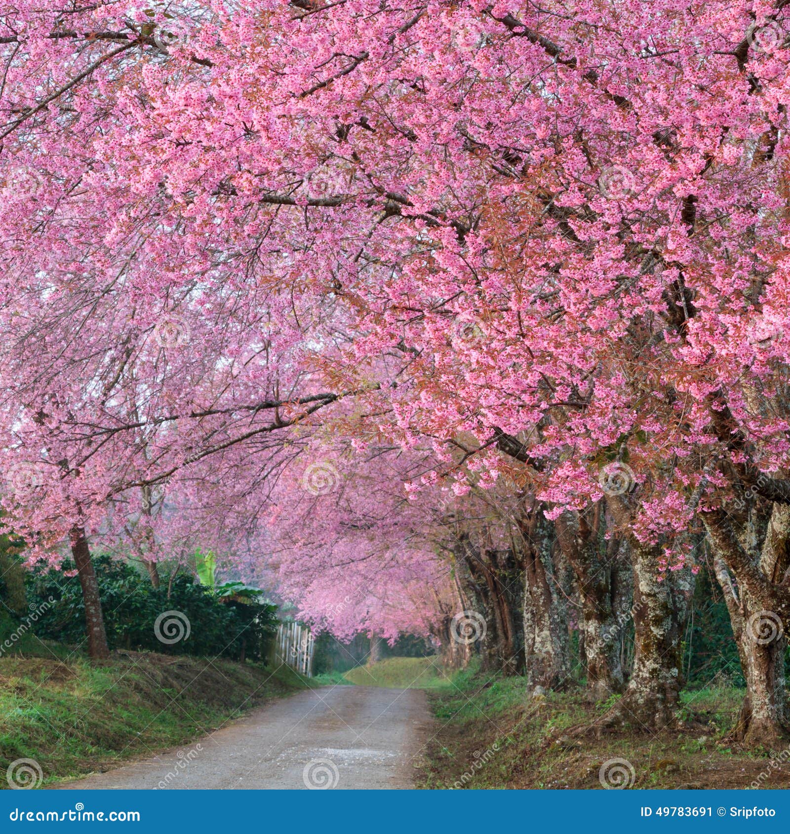 Pink Sakura Blossoms on Road in Thailand Stock Image - Image of home ...
