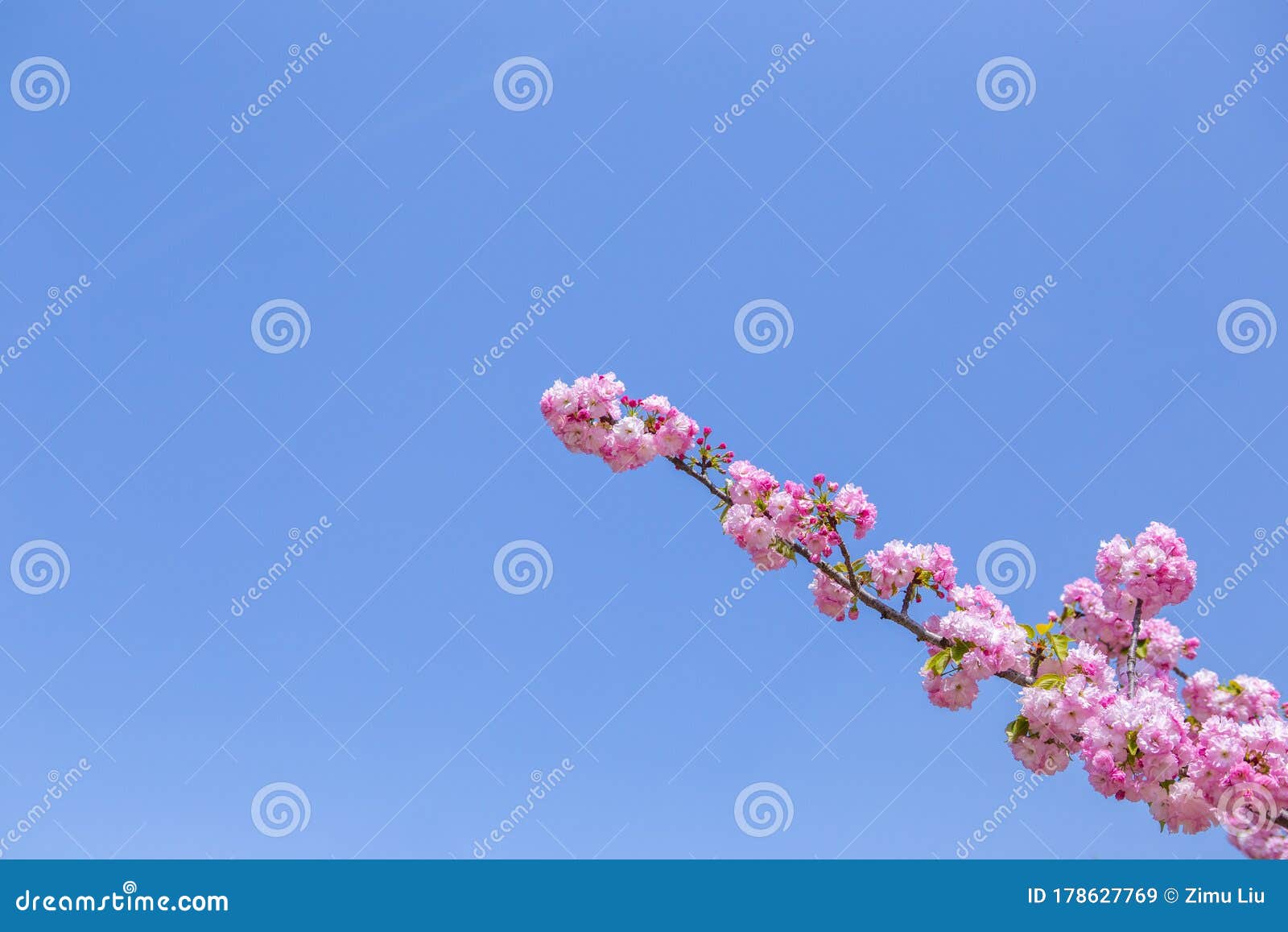 Pink Sakura with blue sky stock image. Image of blossom - 178627769