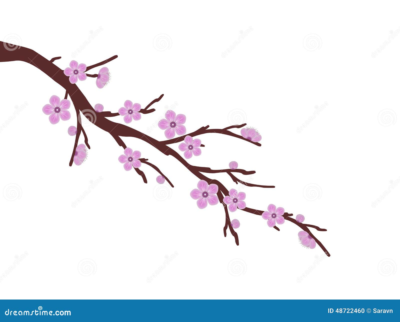Pink Sakura Cherry Blossom Branch Spring Illustration White Background ...