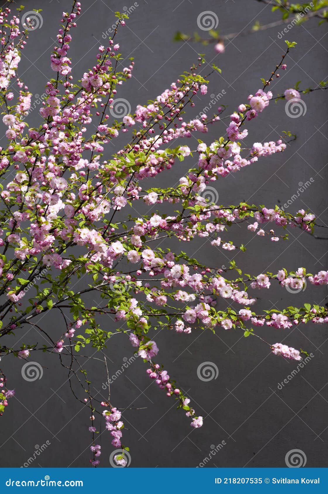 Pink Sakura Color on a Background of a Gray Wall Stock Image - Image of ...