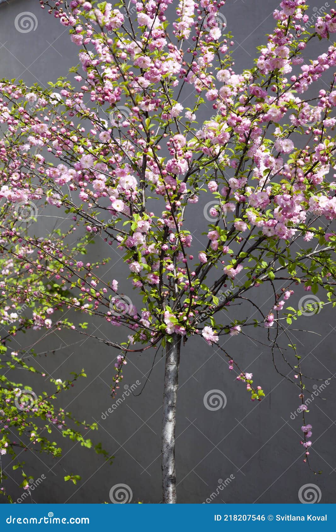 Pink Tree Sakura Color on a Background of a Gray Wall Stock Photo ...