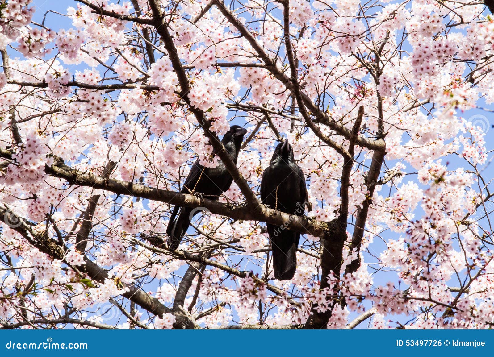 Pink sakura with crows stock photo. Image of color, beautiful - 53497726