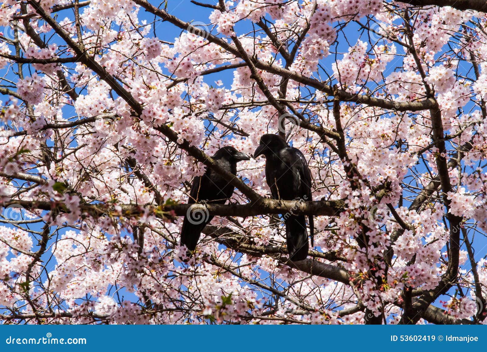 Pink sakura with crows stock image. Image of japan, green - 53602419