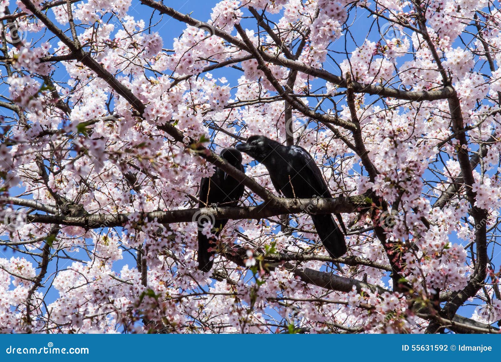 Pink sakura with crows stock photo. Image of natural - 55631592