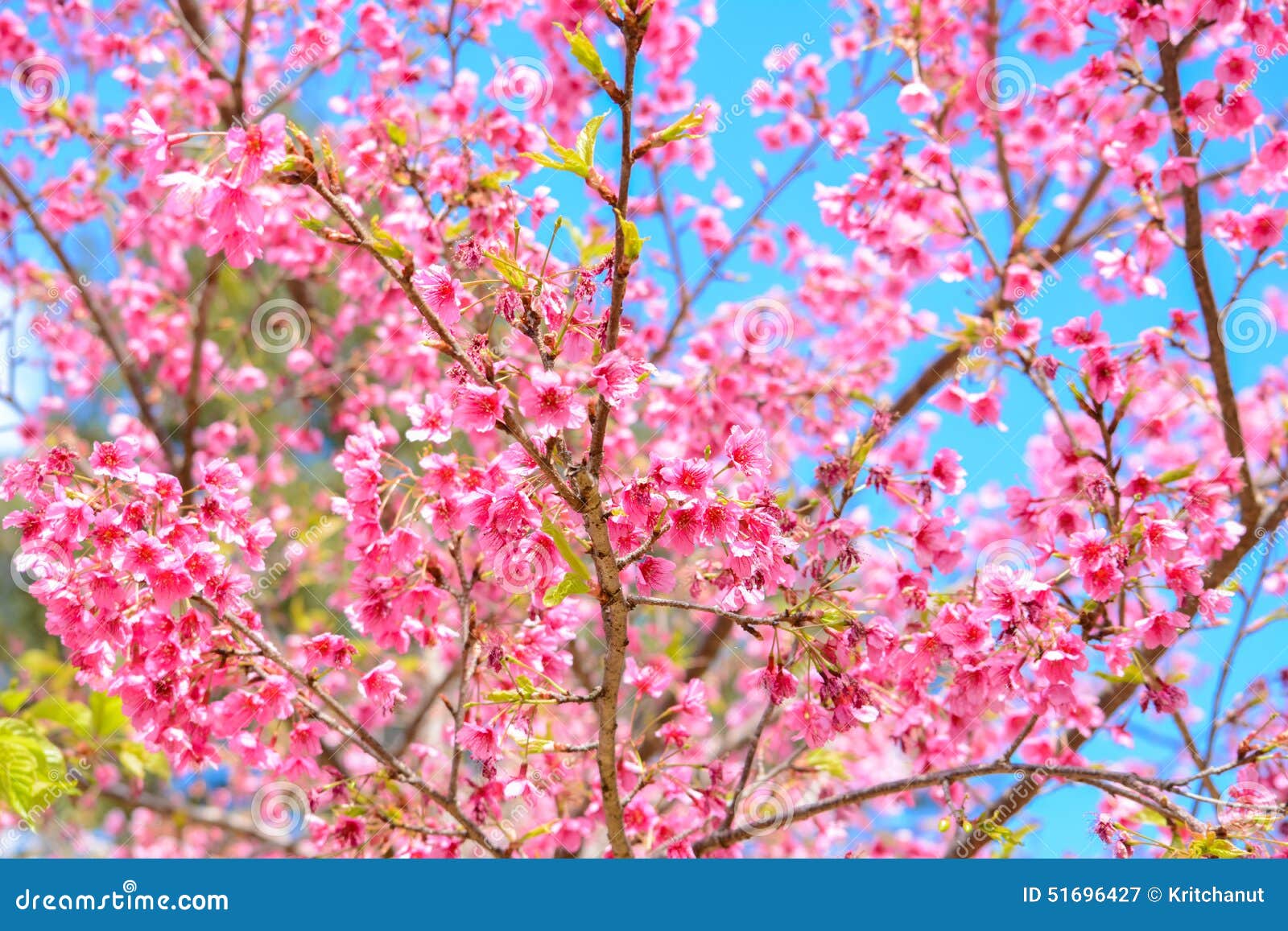 Pink Sakura Flower Blooming on Blue Sky Background Stock Image - Image ...