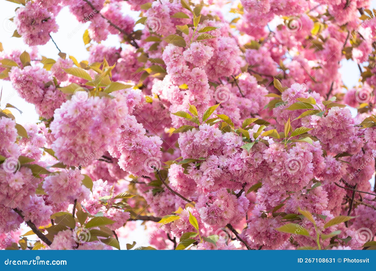 Pink Sakura Flower on Blooming Spring Tree. Flowering Cherries Stock ...