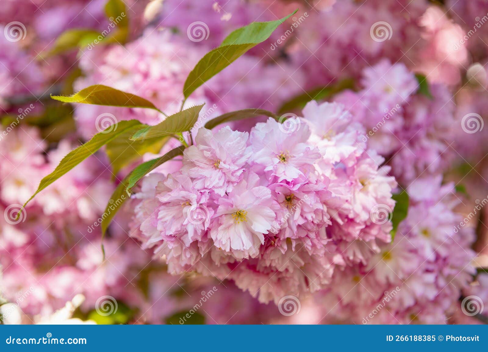 Pink Sakura Flower on Blooming Spring Tree. Japanese Tree Stock Image ...