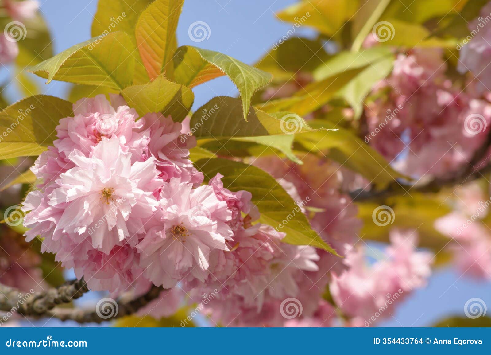 Pink Sakura Flower on Blurred Background with Leaves in Horizontal ...