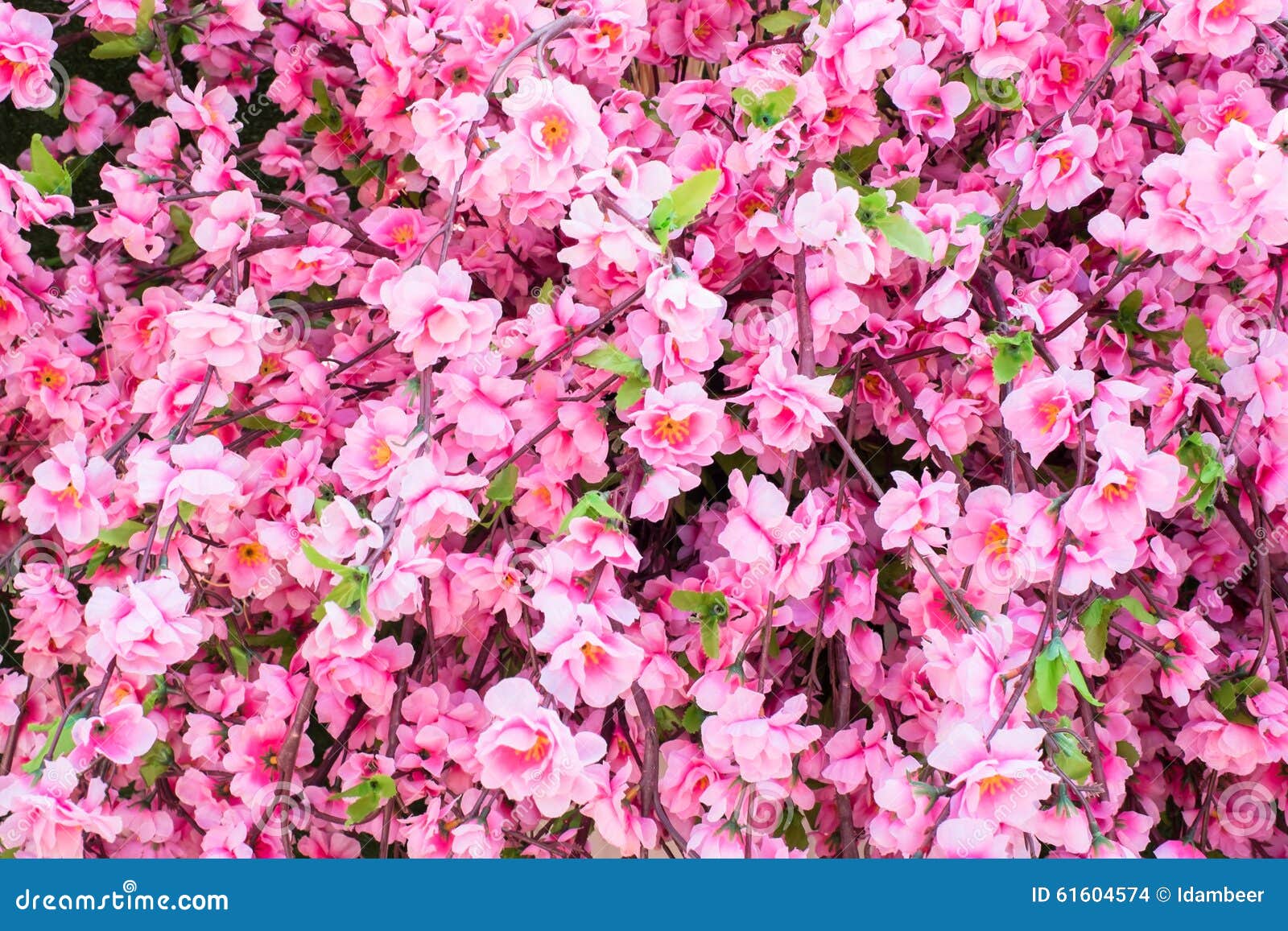 Pink sakura flower stock photo. Image of flora, sakura - 61604574