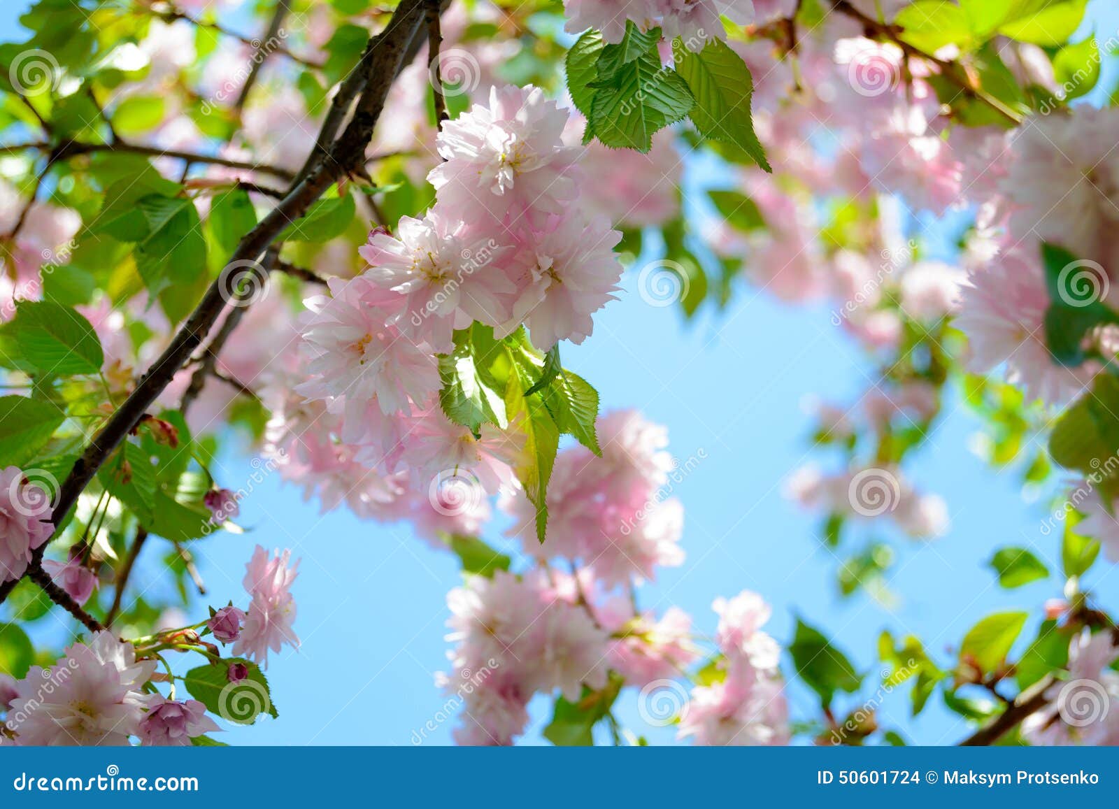 Pink Sakura Flowers. Spring Background Stock Photo - Image of sakura ...