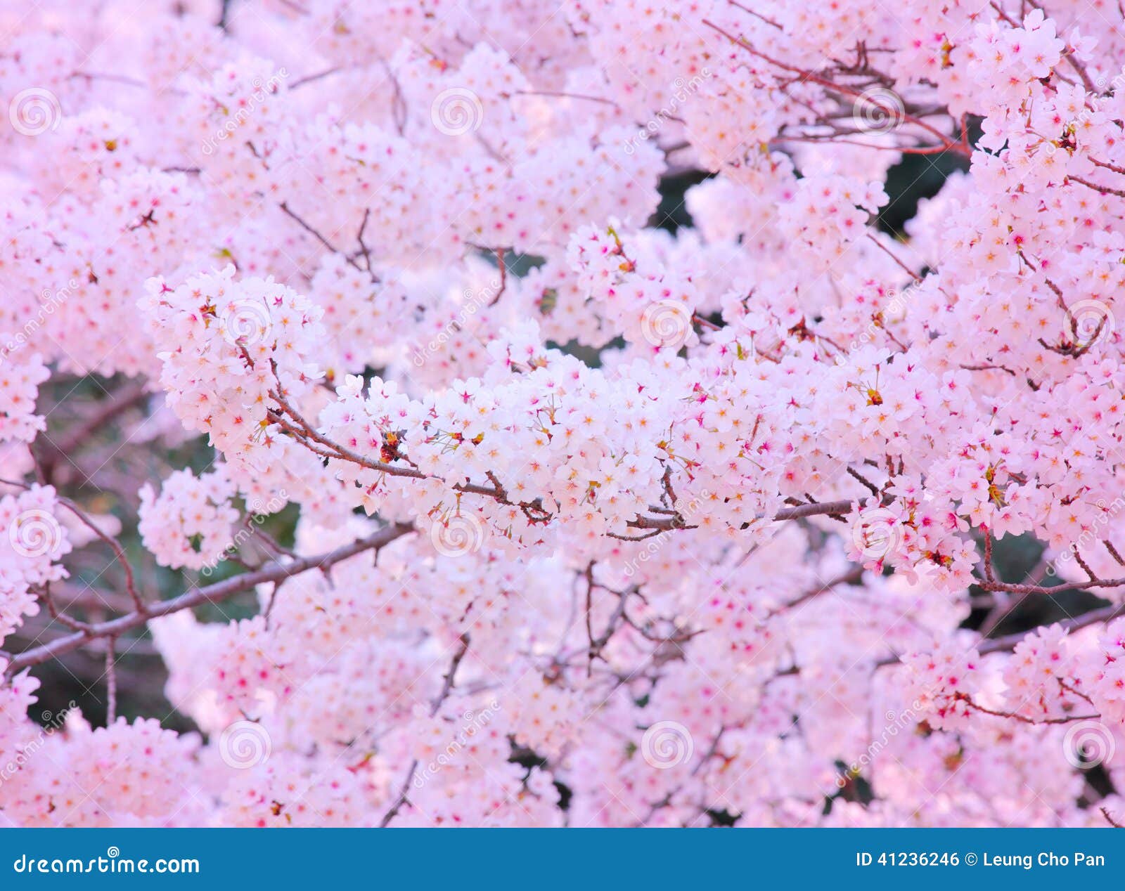 Pink sakura stock photo. Image of temple, nature, soft - 41236246