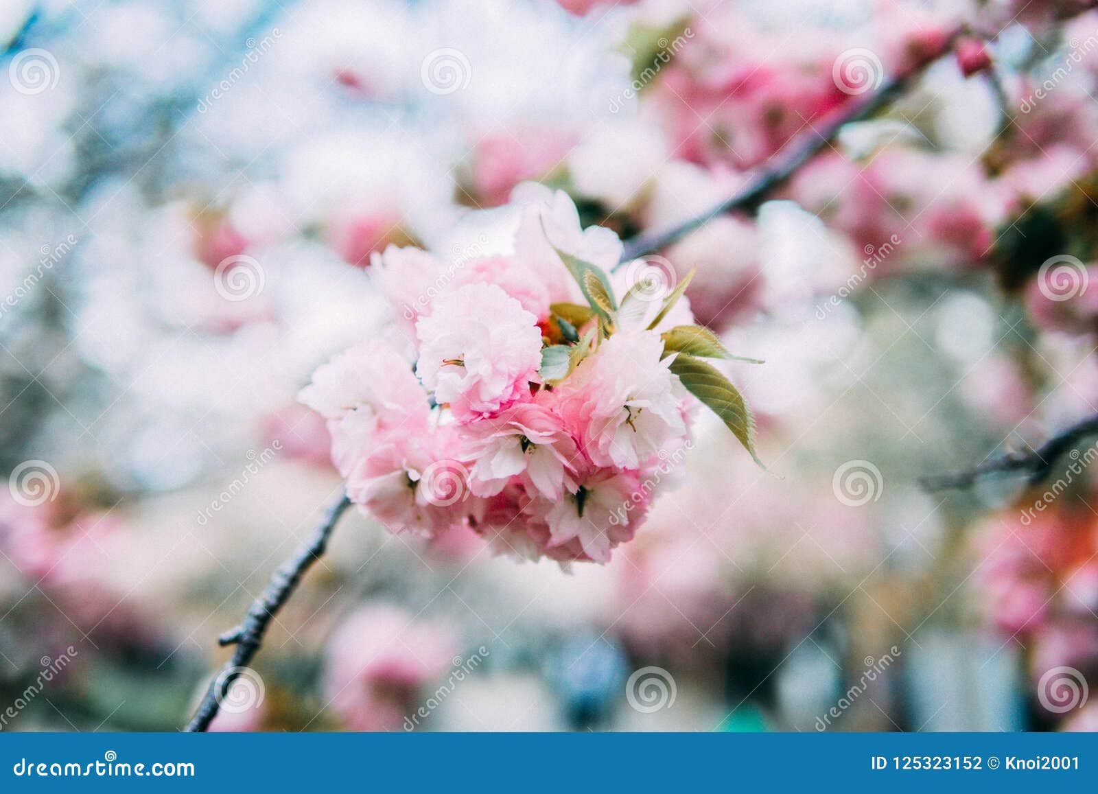 Pink sakura stock photo. Image of green, travel, tour - 125323152
