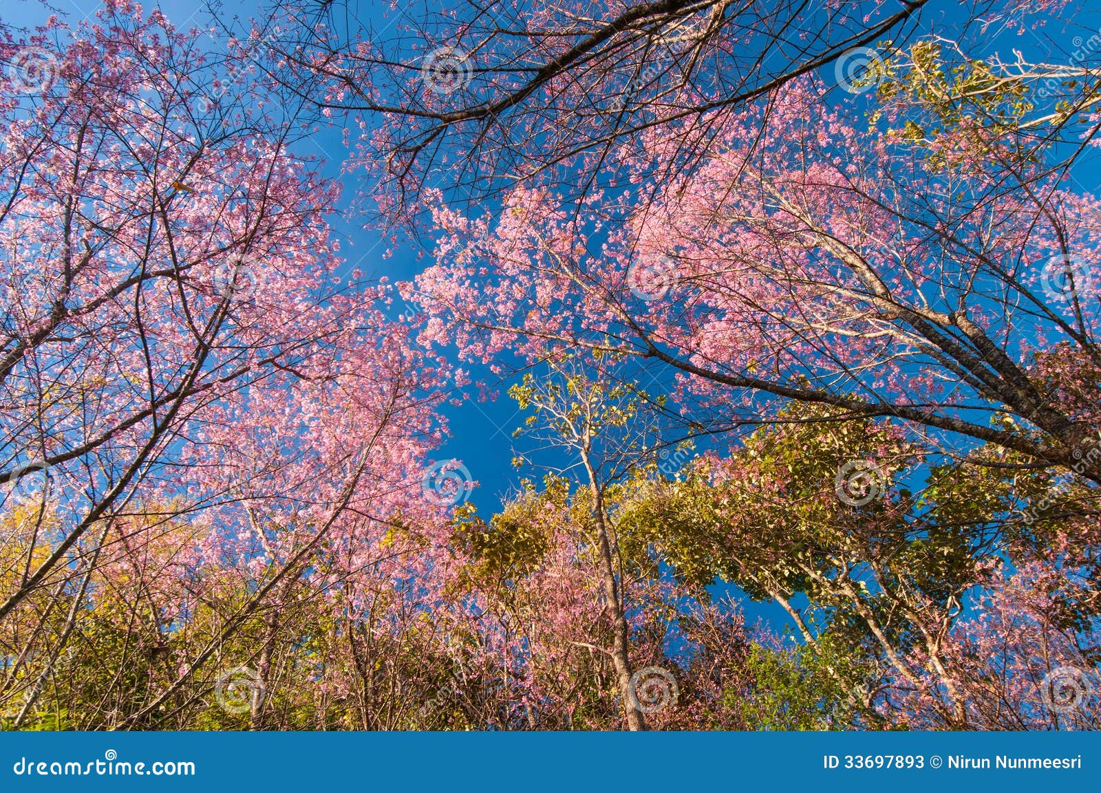 Pink sakura on road stock image. Image of landscape, house - 33697893