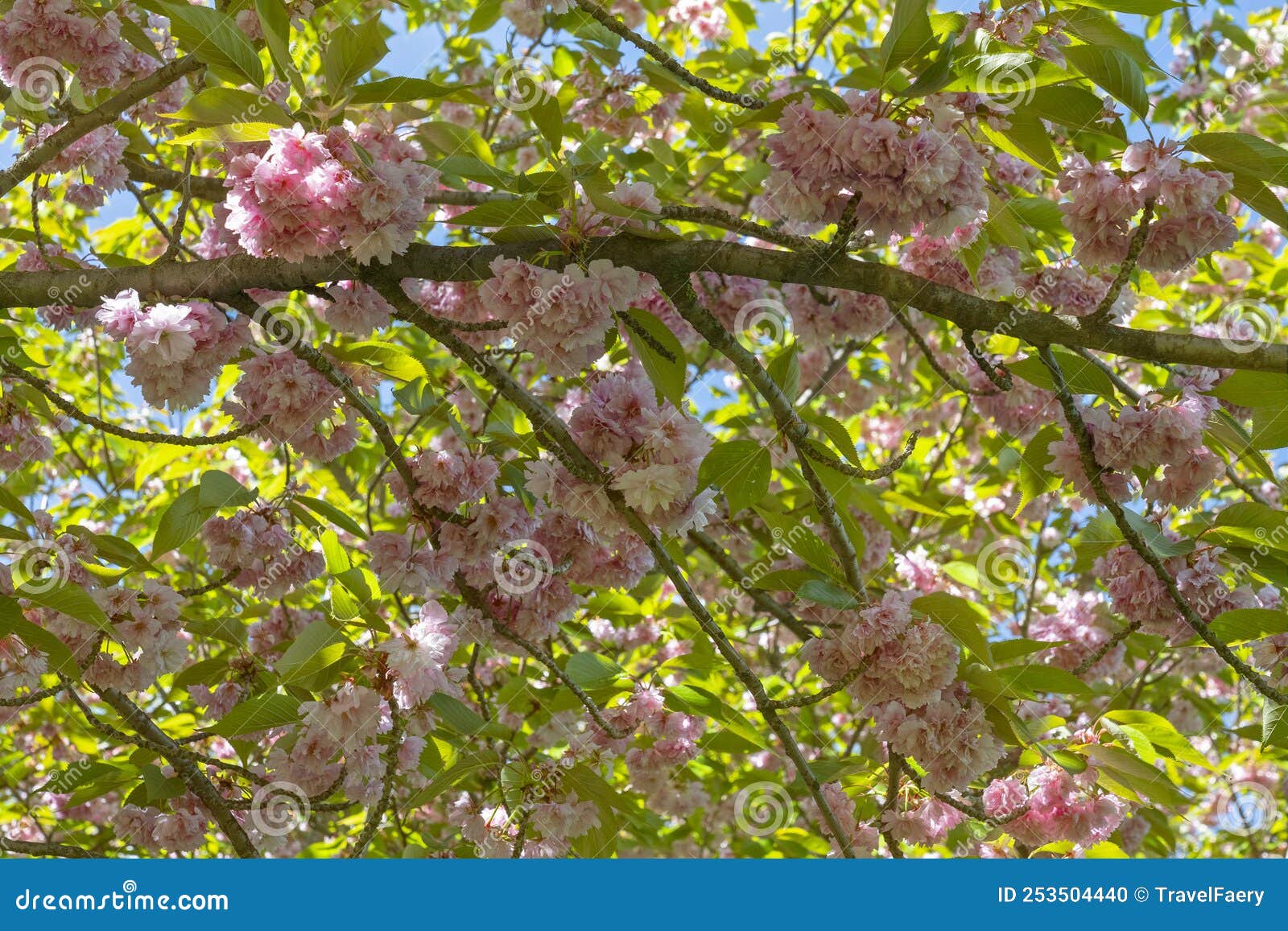 Pink Sakura Spring Flowers on the Tree Stock Photo - Image of closeup ...