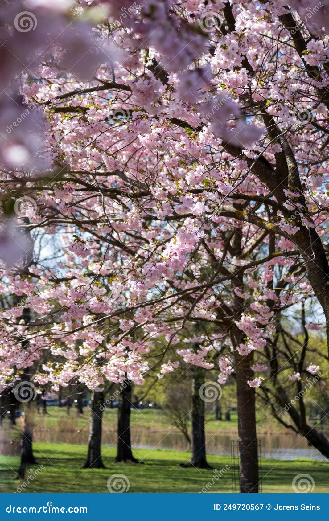 Pink Sakura Tree Background Stock Image - Image of food, spring: 249720567
