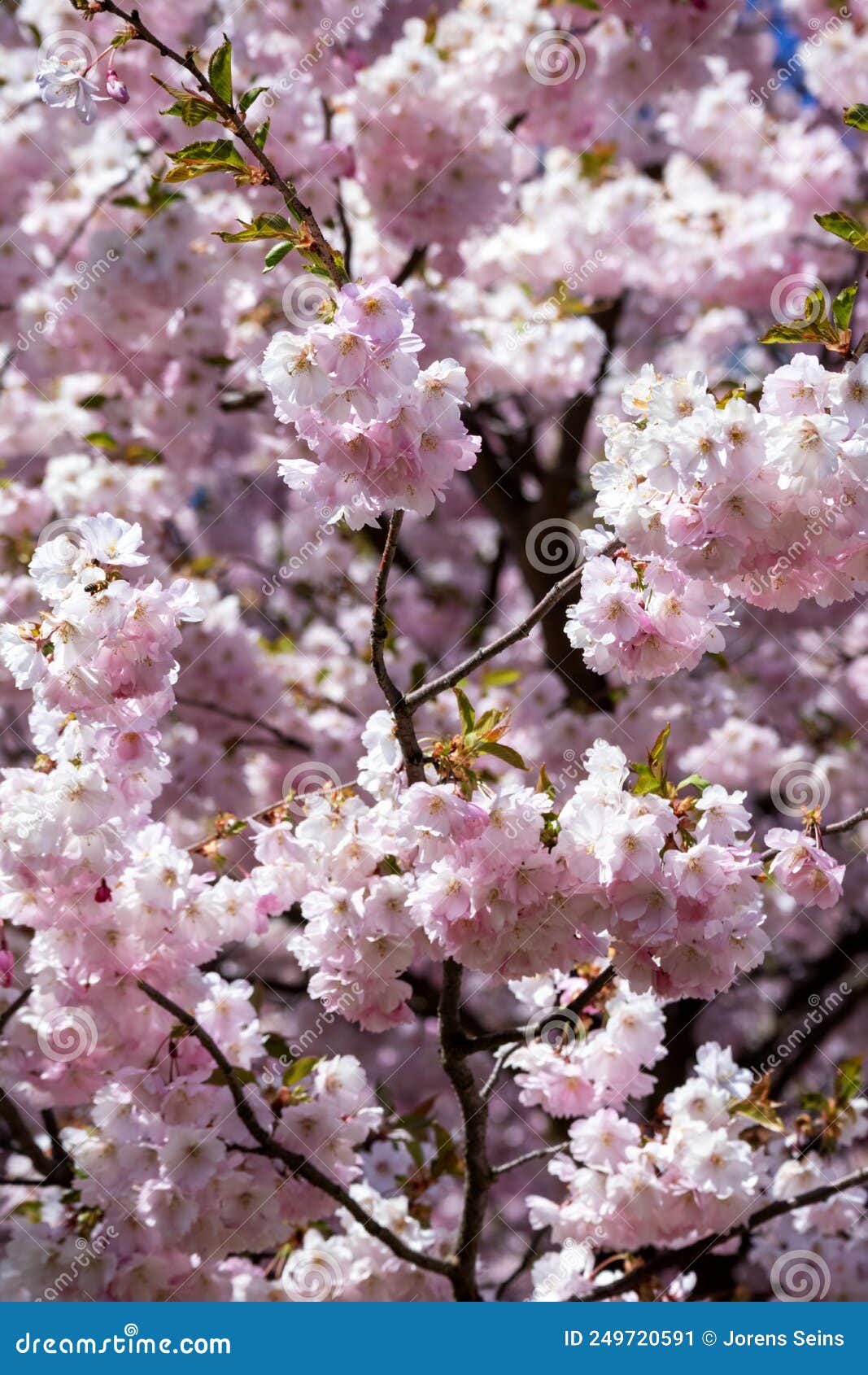 A Pink Sakura Tree Background Stock Image - Image of tree, purple ...