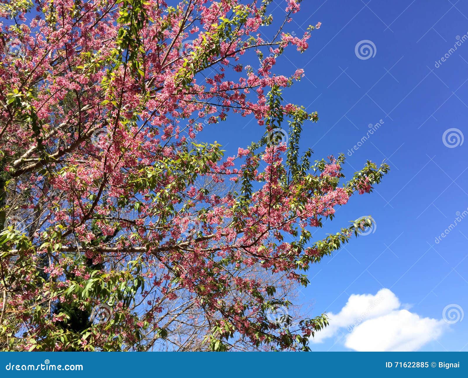 Pink Sakura Tree in Blue Sky Stock Image - Image of japanese ...