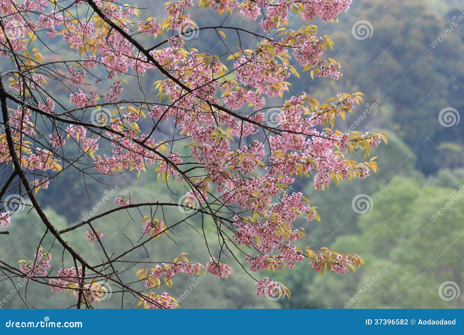 Pink sakura tree stock photo. Image of fall, botany, japan - 37396582
