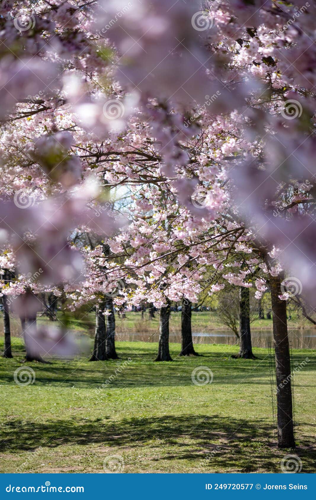 Pink sakura tree stock image. Image of sunlight, petal - 249720577