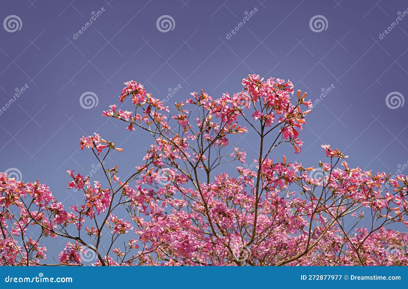 Pink Sakura Tree on Sunny Blue Sky in Spring Stock Image - Image of ...