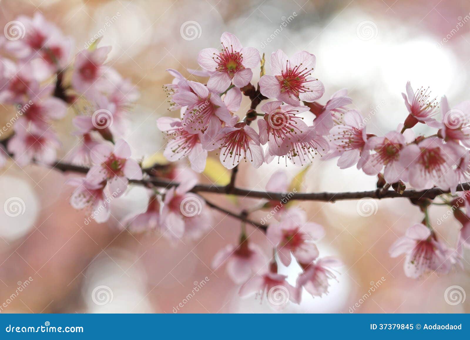 Pink sakura tree stock image. Image of blooming, japanese - 37379845