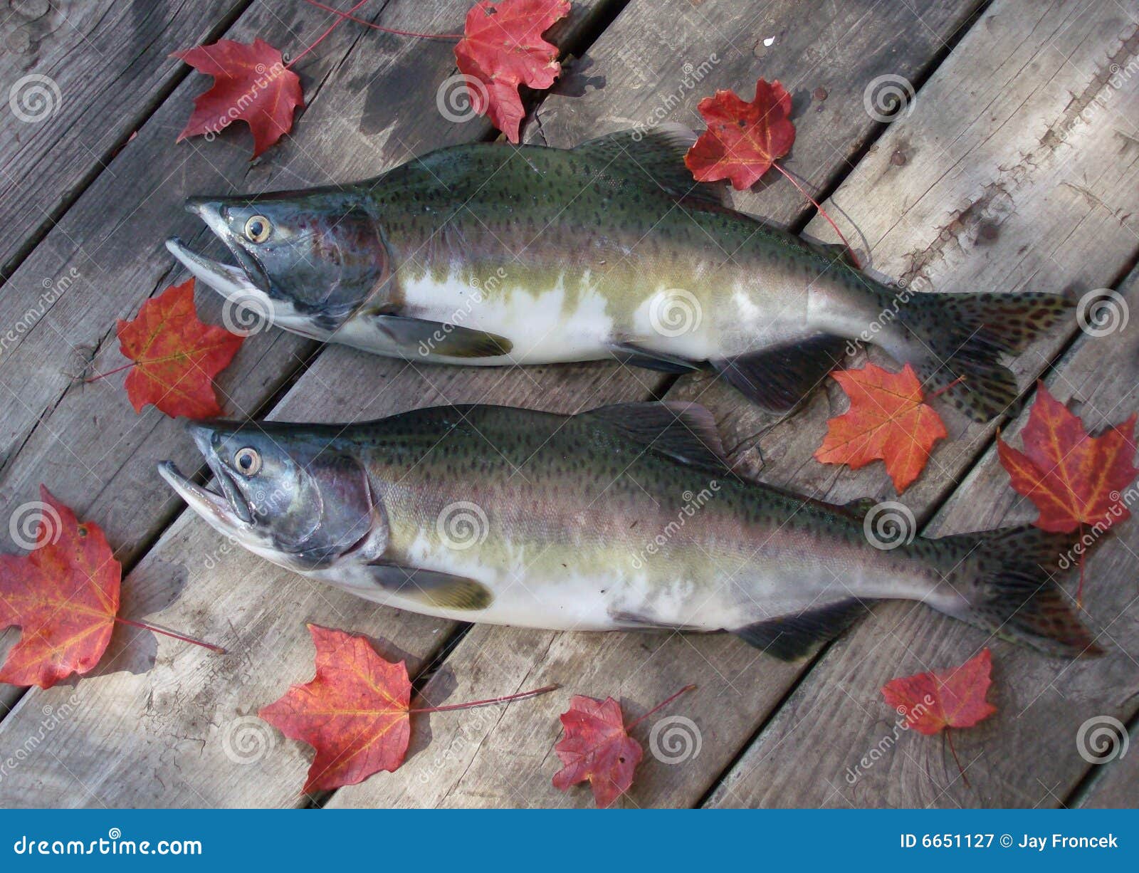 Pink salmon stock image. Image of fishing, fish, migration - 6651127