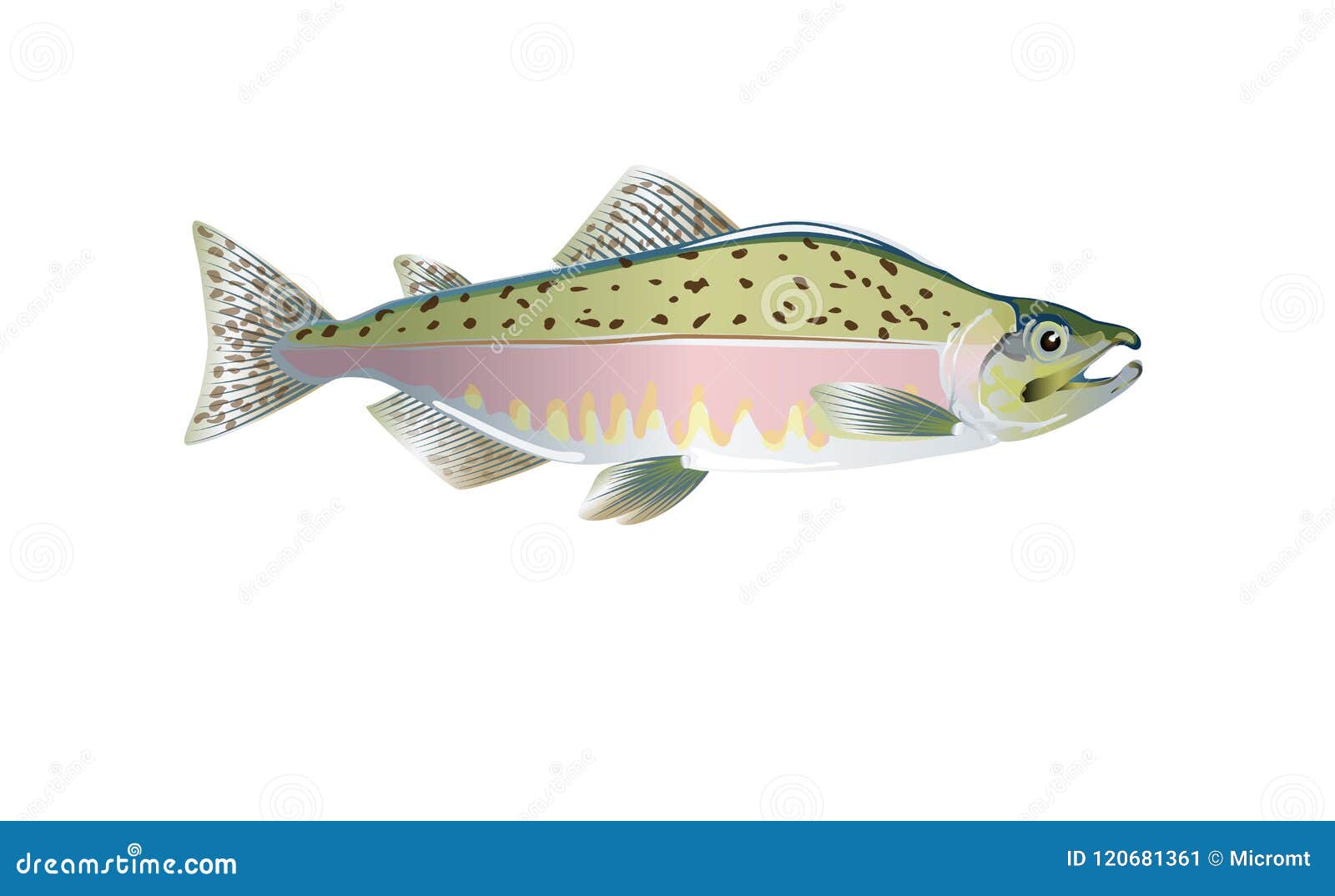 Pink Salmon Fish. Vector Illustration Optimized from To Be Used in ...