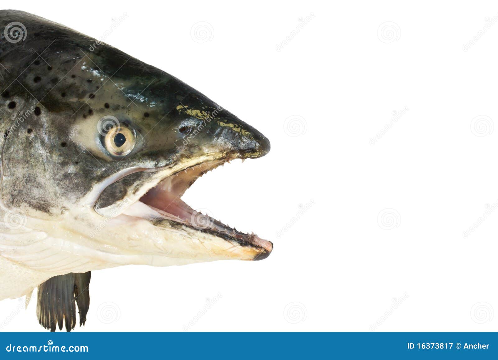 Pink Salmon Head Close Up Isolated on White Stock Image - Image of ...