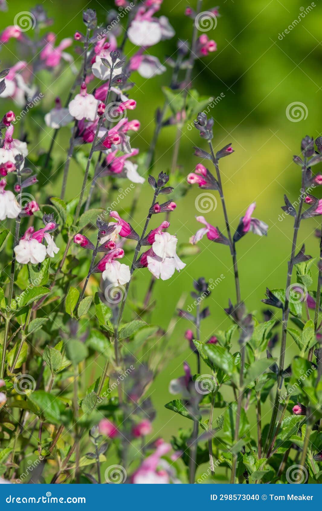 Pink salvia flowers stock photo. Image of gardening - 298573040