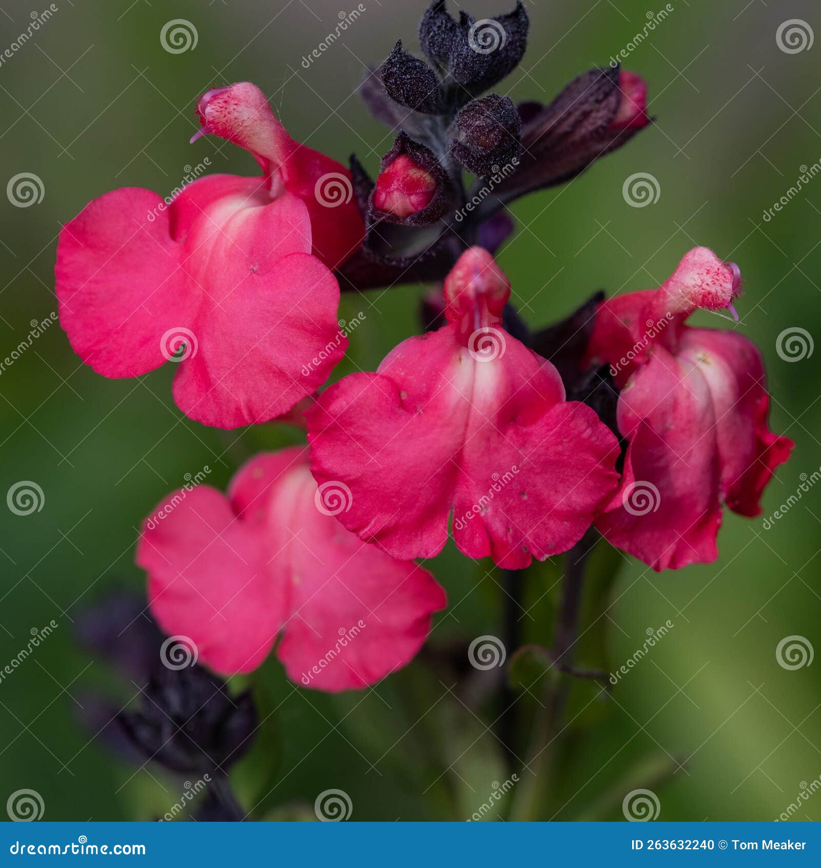 Pink salvia flowers stock photo. Image of head, horticulture - 263632240